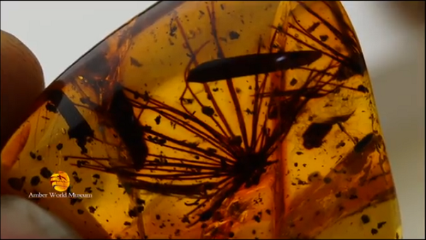 Amber experts of the world meet in Santo Domingo | DR1.com