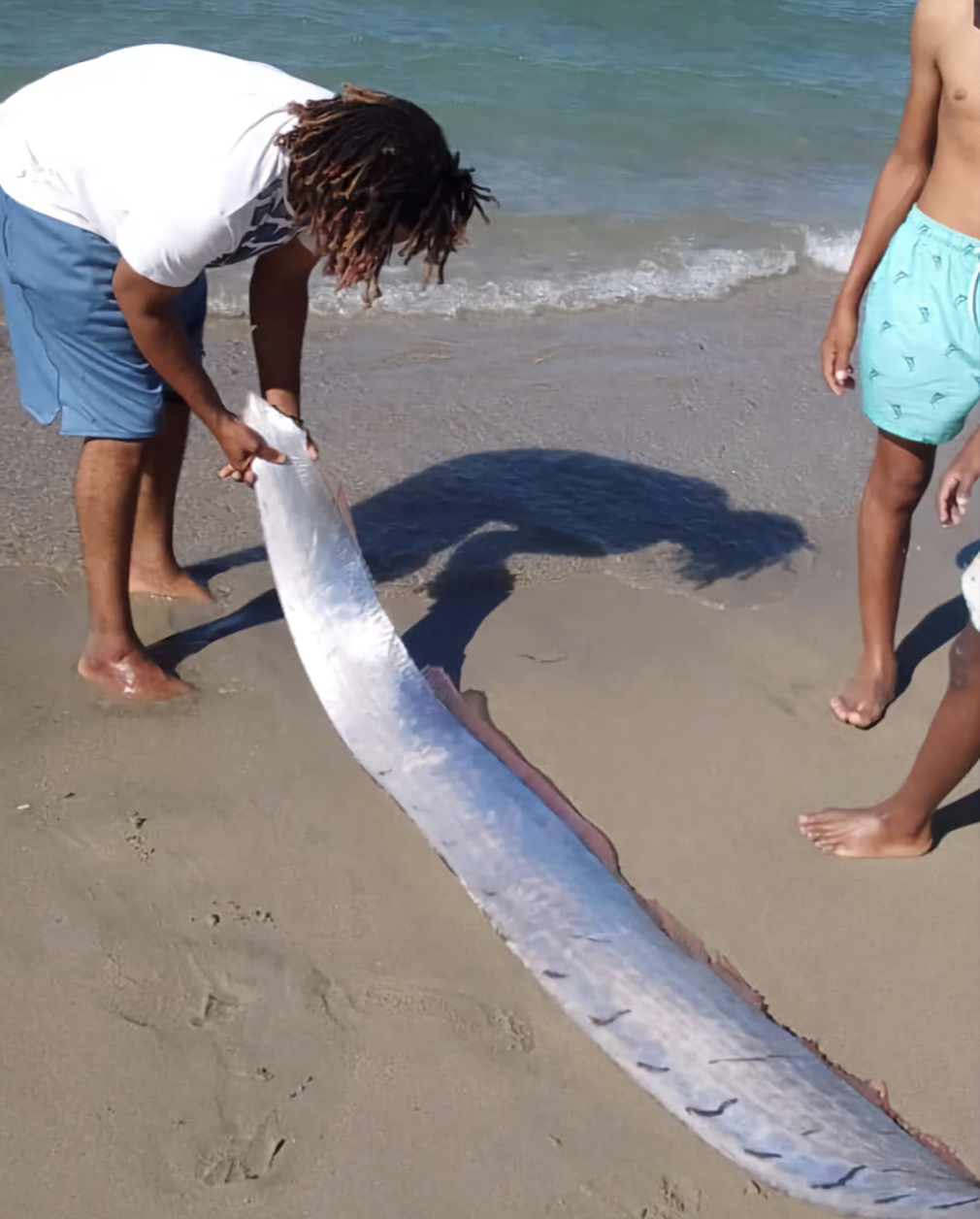 Myth and science: Giant oarfish surfaces in Montecristi | DR1.com