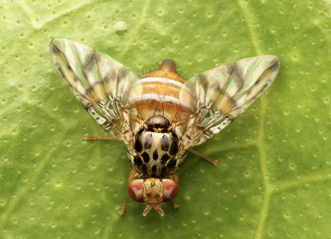 Agriculture detects Mediterranean flies and takes measures | DR1.com