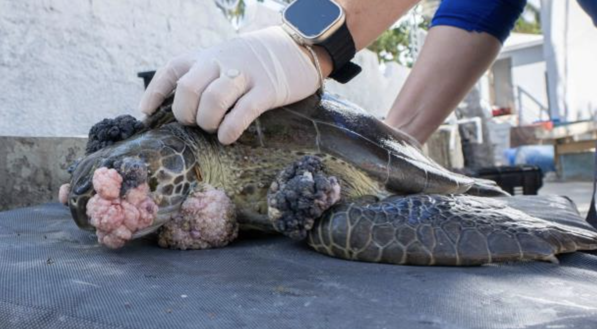 Life-threatening tumors now threaten sea turtles | DR1.com